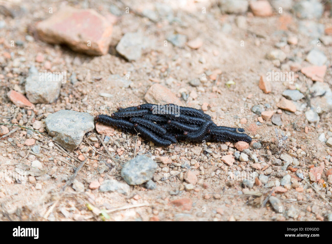 Pergidae hi-res stock photography and images - Alamy