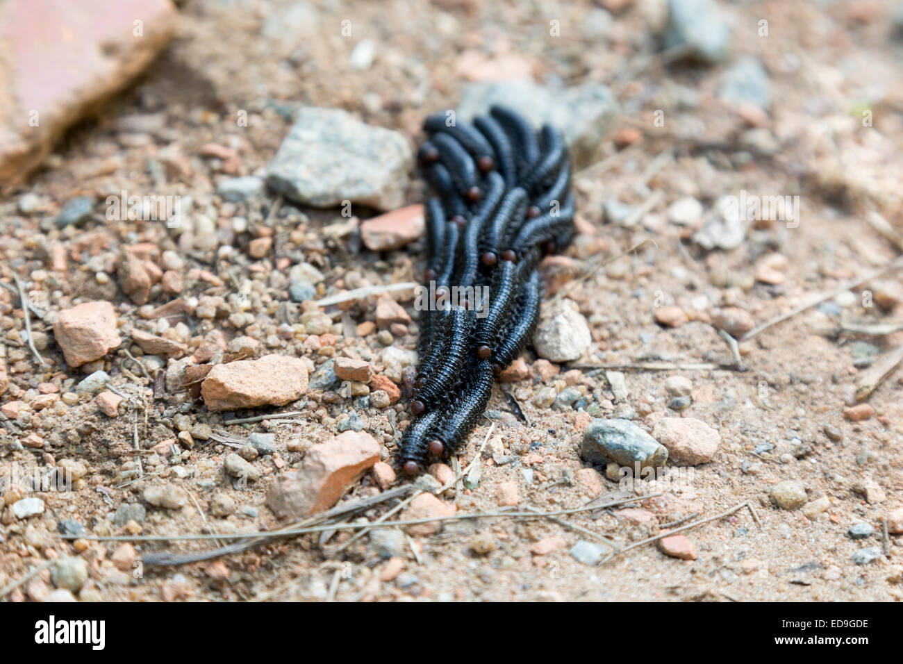 Pergidae hi-res stock photography and images - Alamy