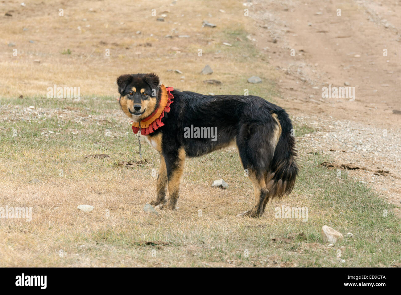 A well dressed bankhar dog with a nice smile, south of Ulaan Baatar ...