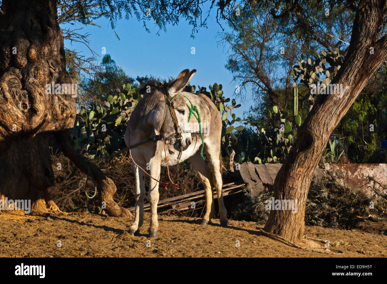 A MULE in historic MINERAL DE POZOS which was once a large mining town ...