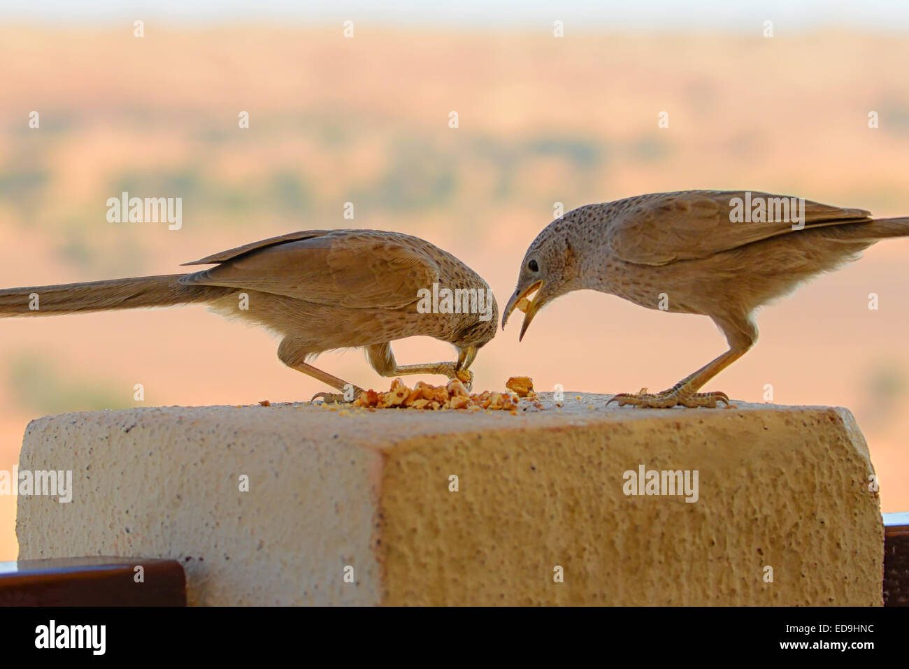 Birds at Al Maha Desert Resort in Dubai, UAE Stock Photo - Alamy