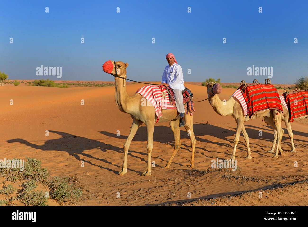 Uae Desert Camel High Resolution Stock Photography and Images - Alamy