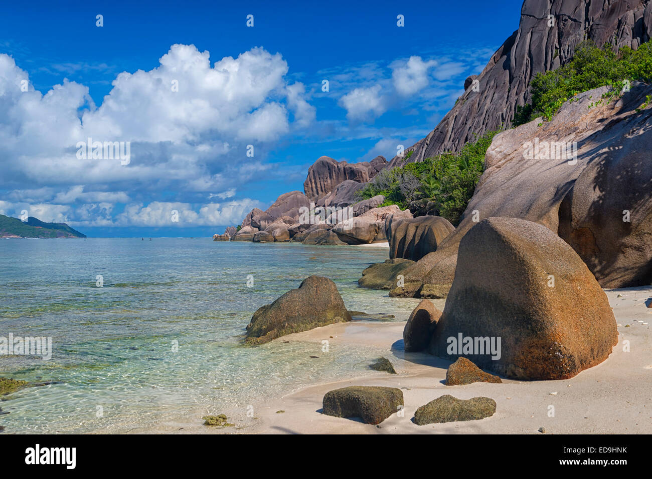 Giant bonnet hi-res stock photography and images - Alamy