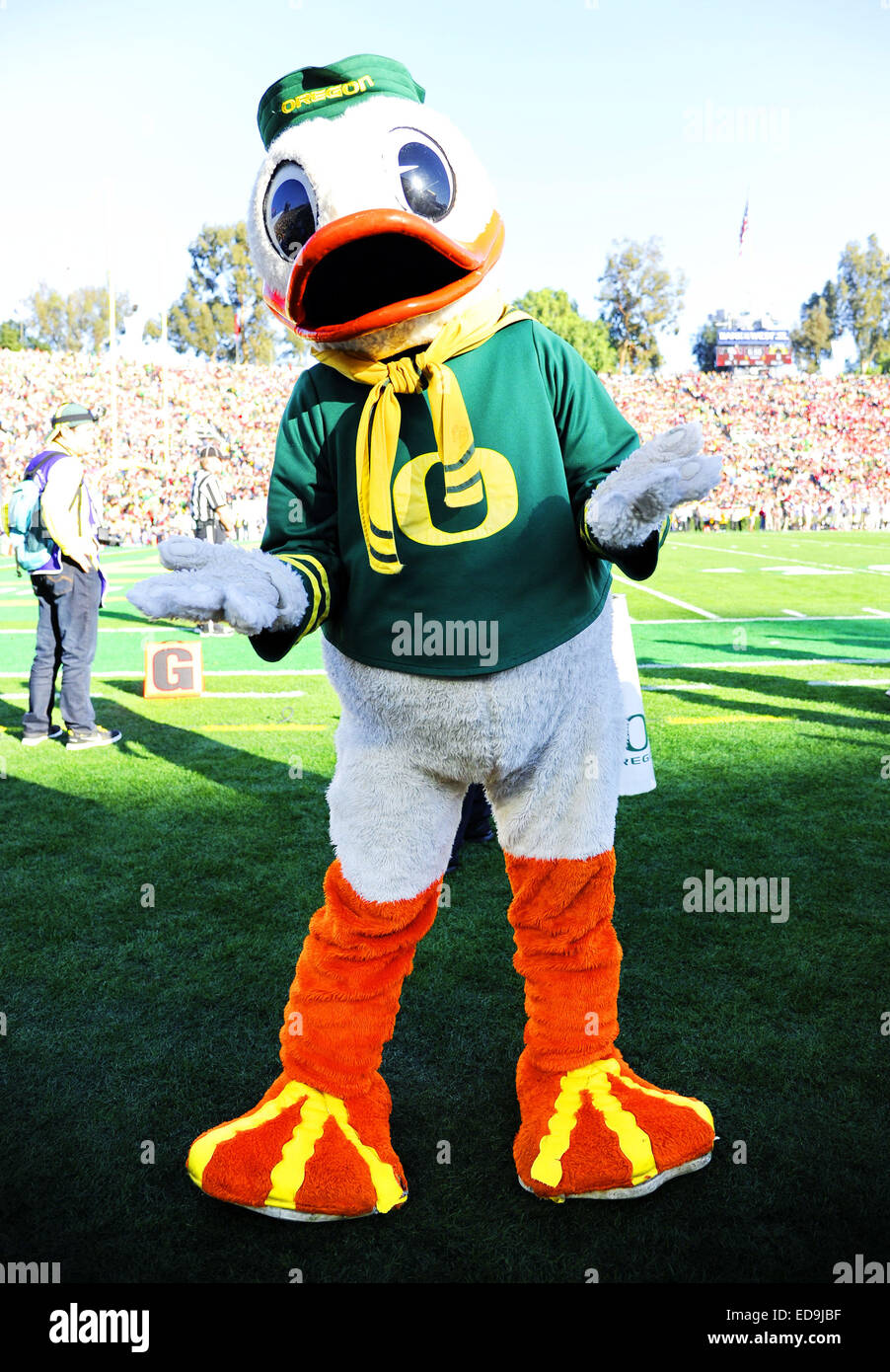 Oregon Ducks Mascot High Resolution Stock Photography and Images - Alamy
