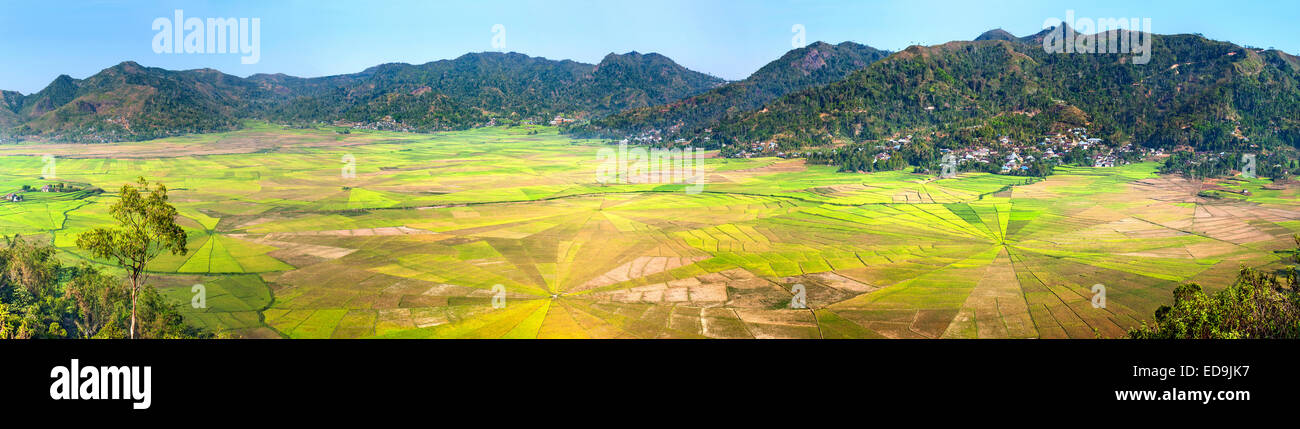 Panoramic view of Sawah Sarang Laba-laba (spider web rice paddies) near ...