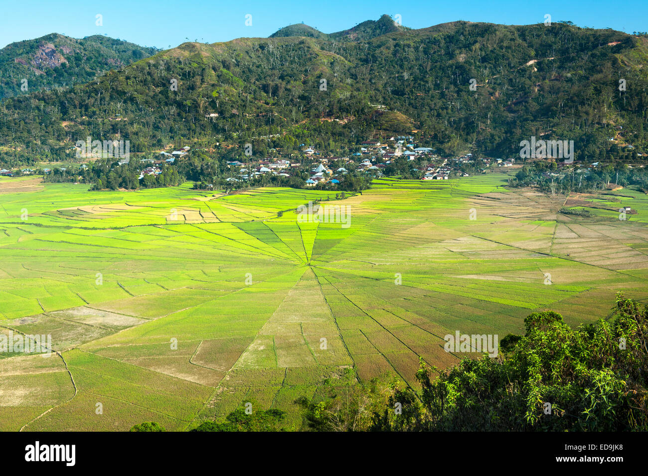 Sawah sarang laba-laba (spider web rice paddies) near Ruteng on Flores ...