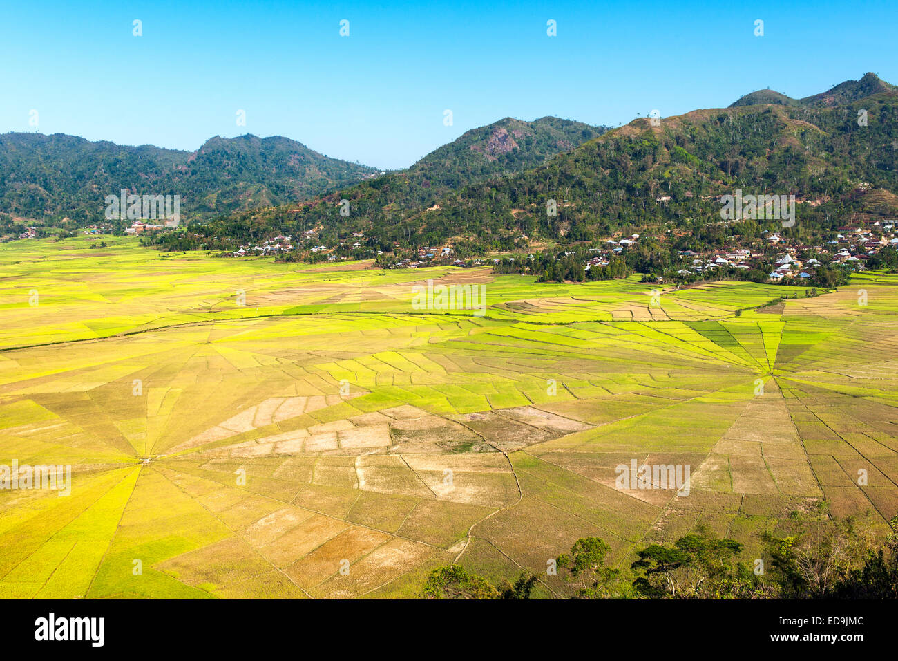 Sawah sarang laba-laba (spider web rice paddies) near Ruteng on Flores ...