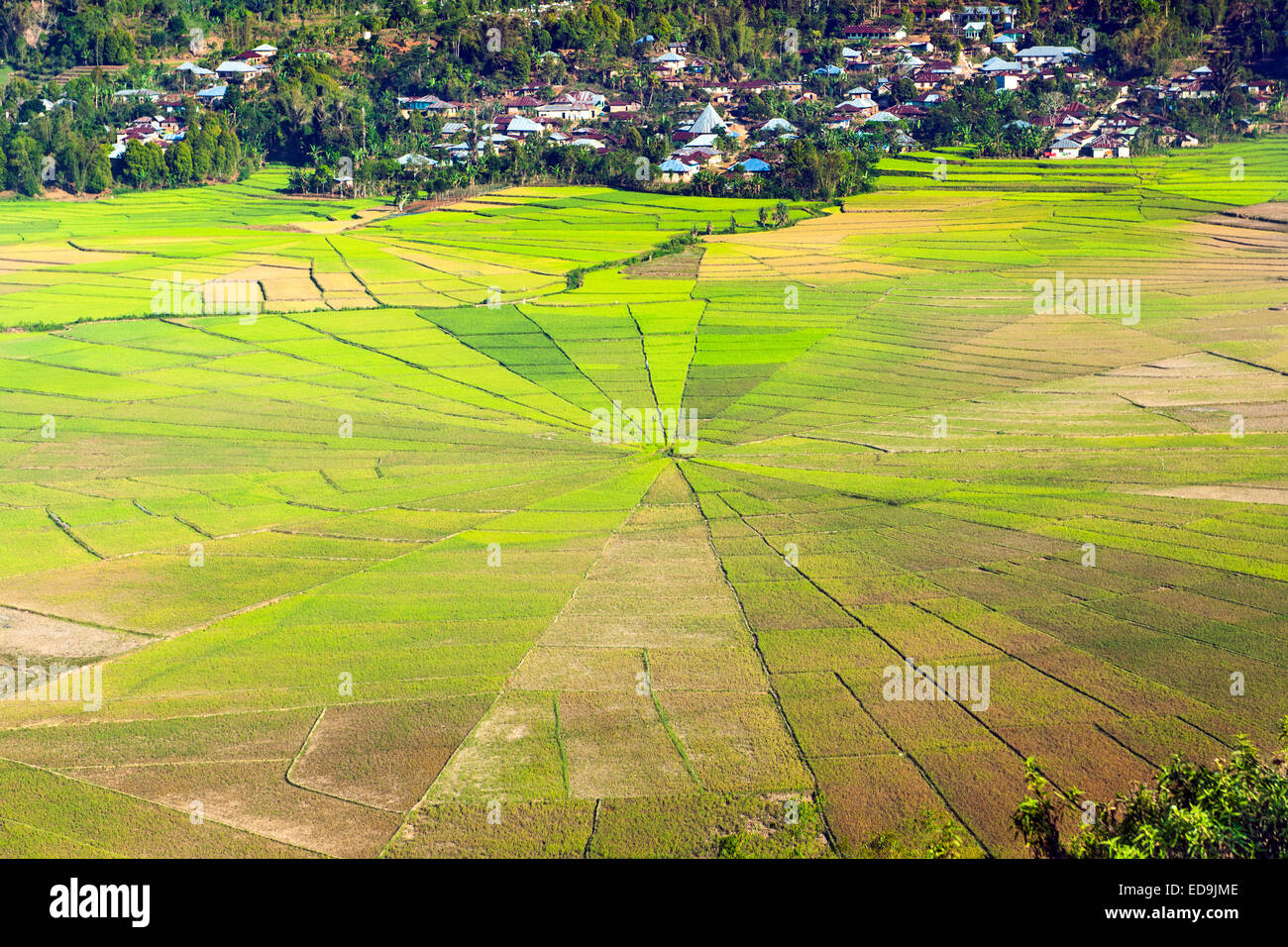 Sawah sarang laba-laba (spider web rice paddies) near Ruteng on Flores ...