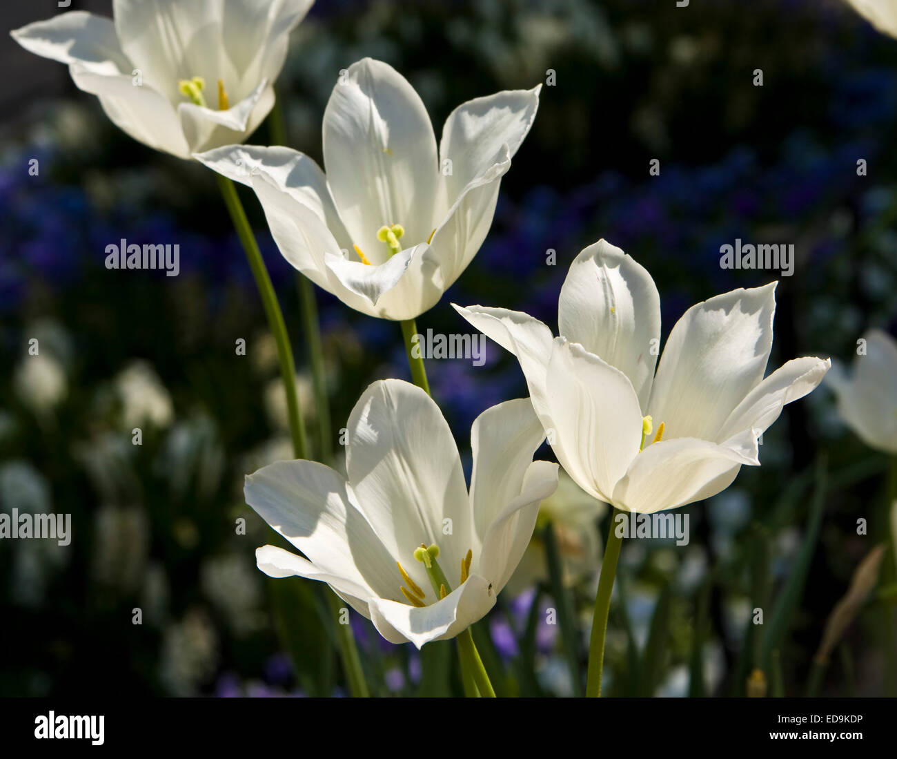 Four white tulips in sunlight, horizontal image Stock Photo - Alamy