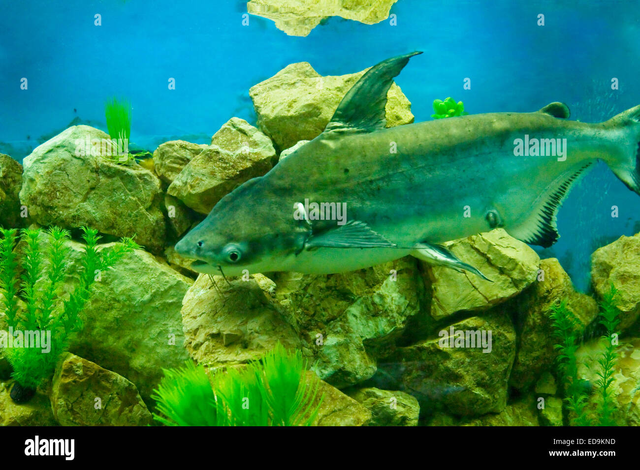 Pangasius hi-res stock photography and images - Alamy