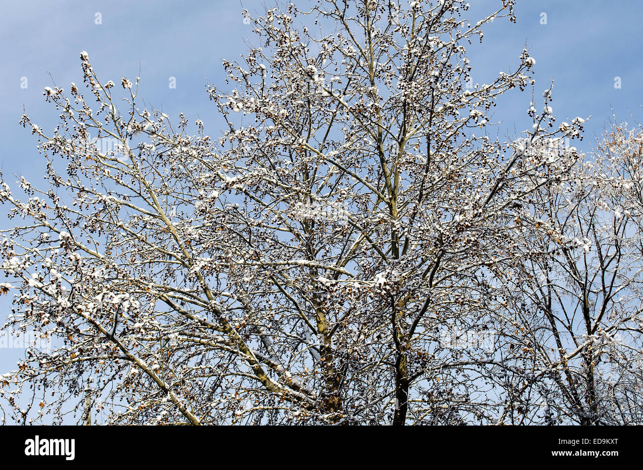 Frozen trees in winter season background view Stock Photo - Alamy