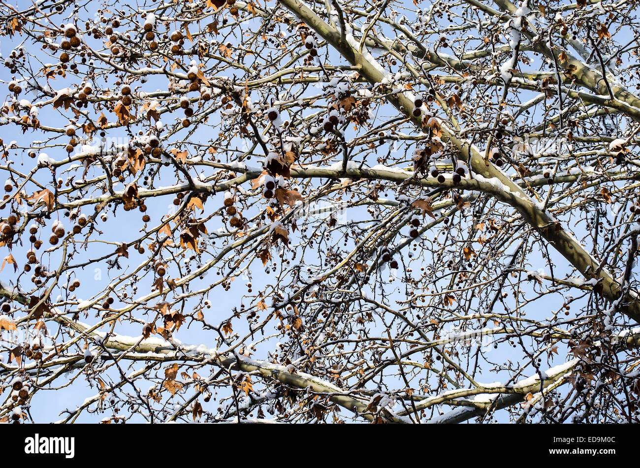 Frozen trees in winter season background view Stock Photo - Alamy