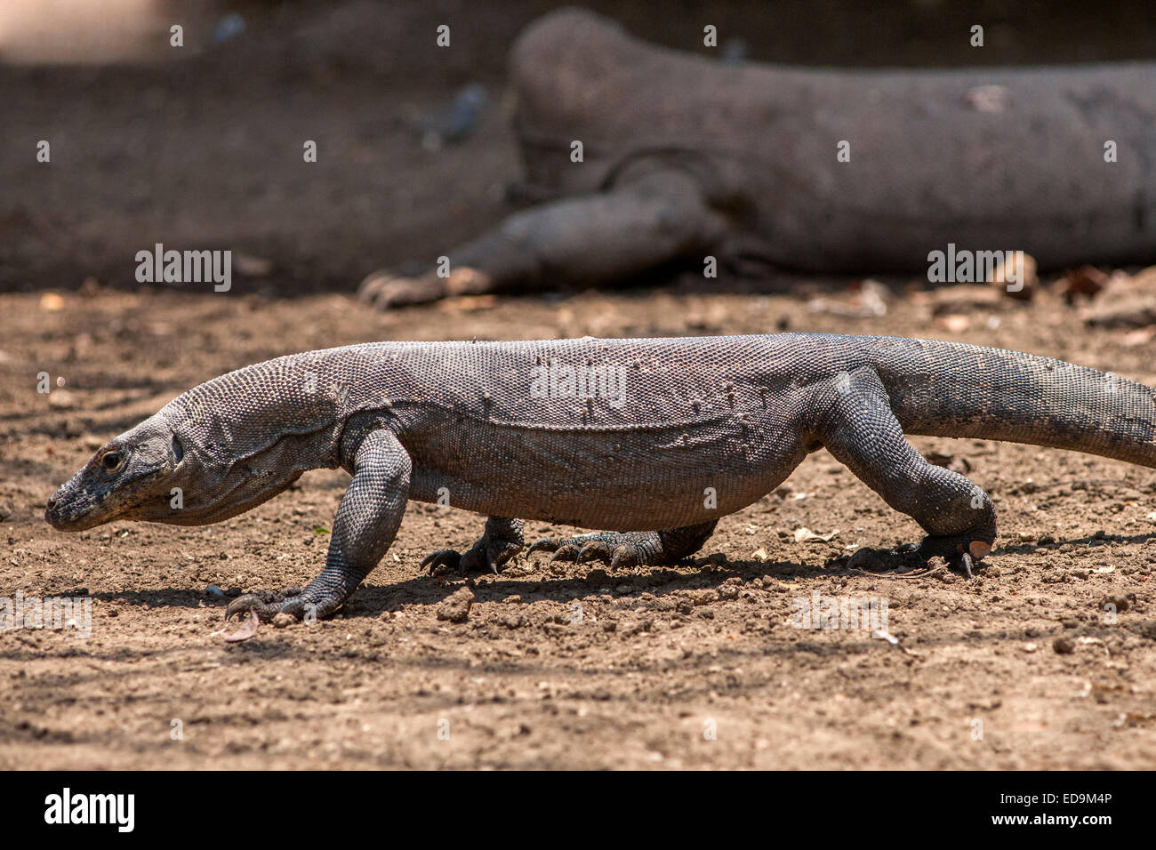 Komodo dragons in the Komodo National Park on Rinca island, East Nusa ...