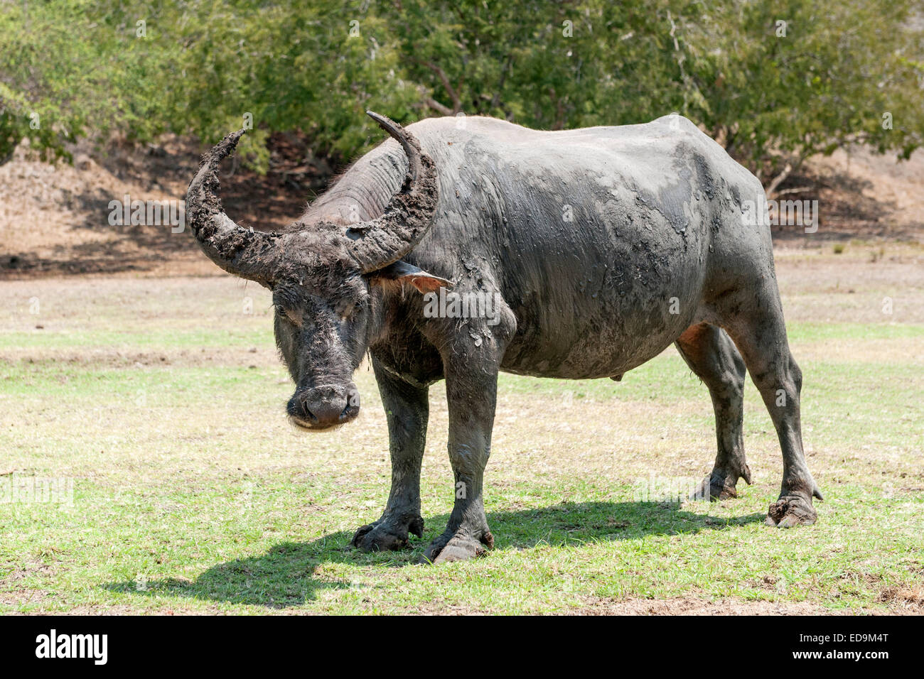 Southeast asian buffalo hi-res stock photography and images - Alamy