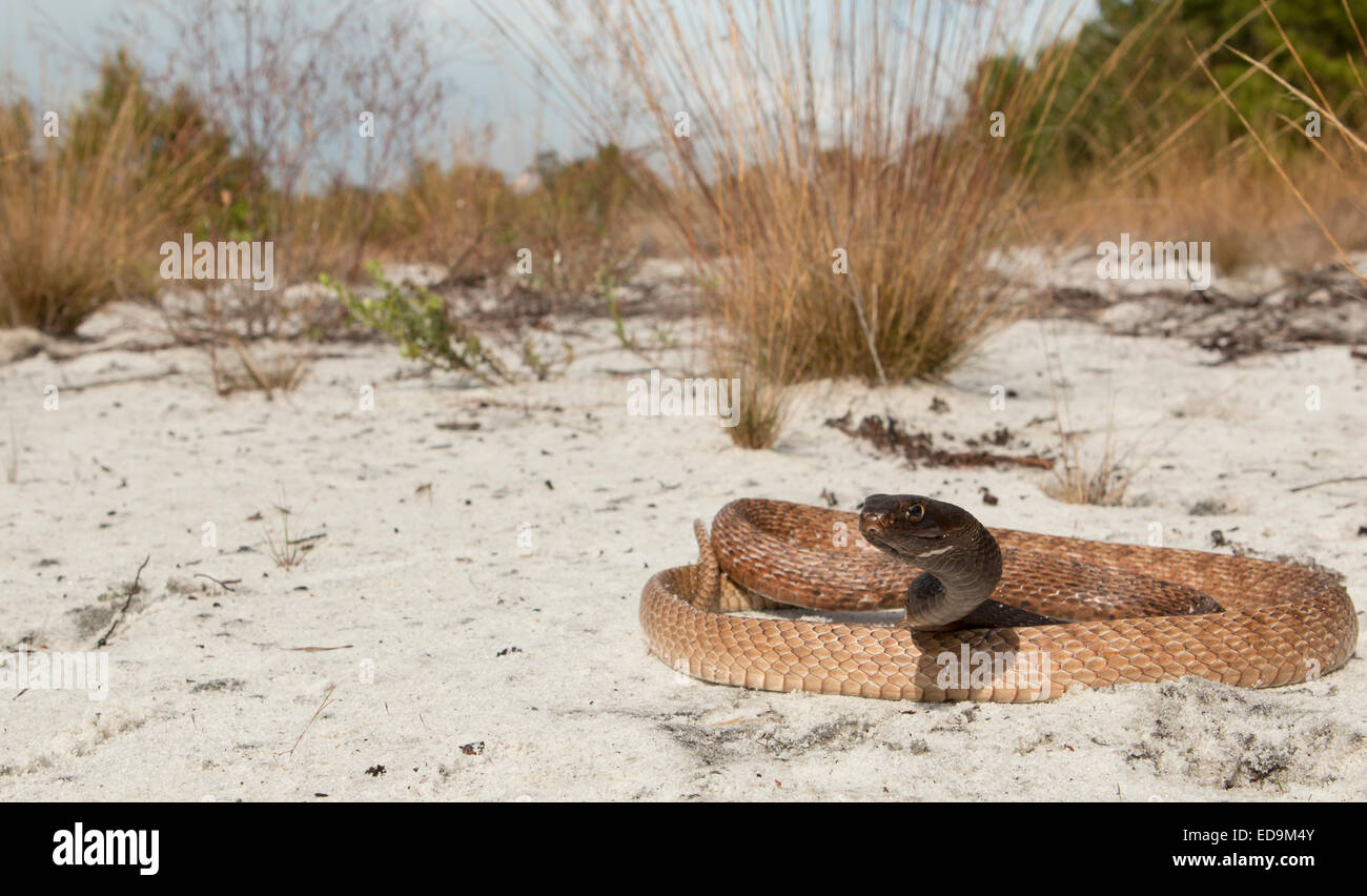Coachwhip snake hi-res stock photography and images - Alamy
