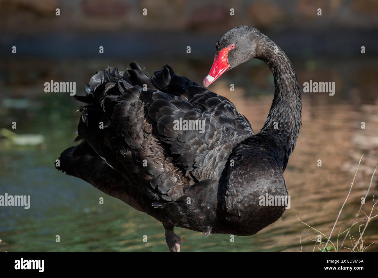 Black feathered swan hi-res stock photography and images - Alamy