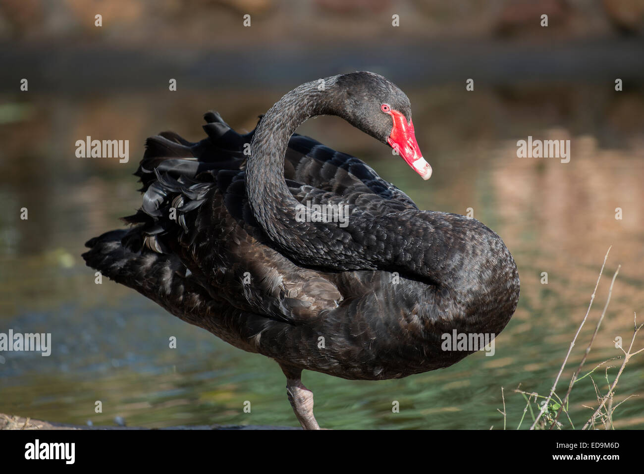 Black feathered swan hi-res stock photography and images - Alamy