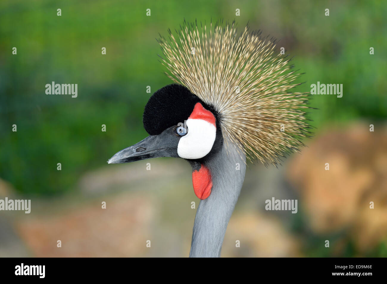 Grey Crowned Crane Stock Photo - Alamy