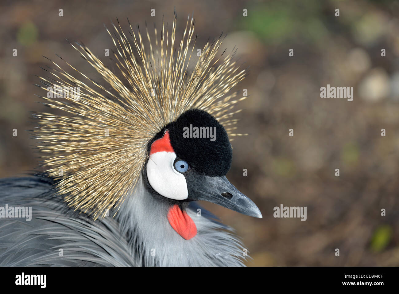 Grey Crowned Crane Stock Photo - Alamy