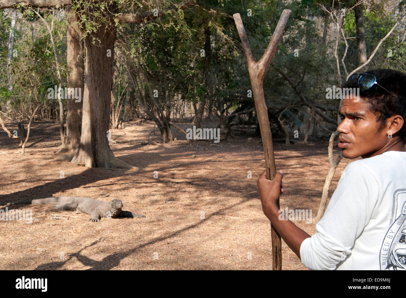 Komodo National Park ranger with his forked stick and a Komodo dragon ...
