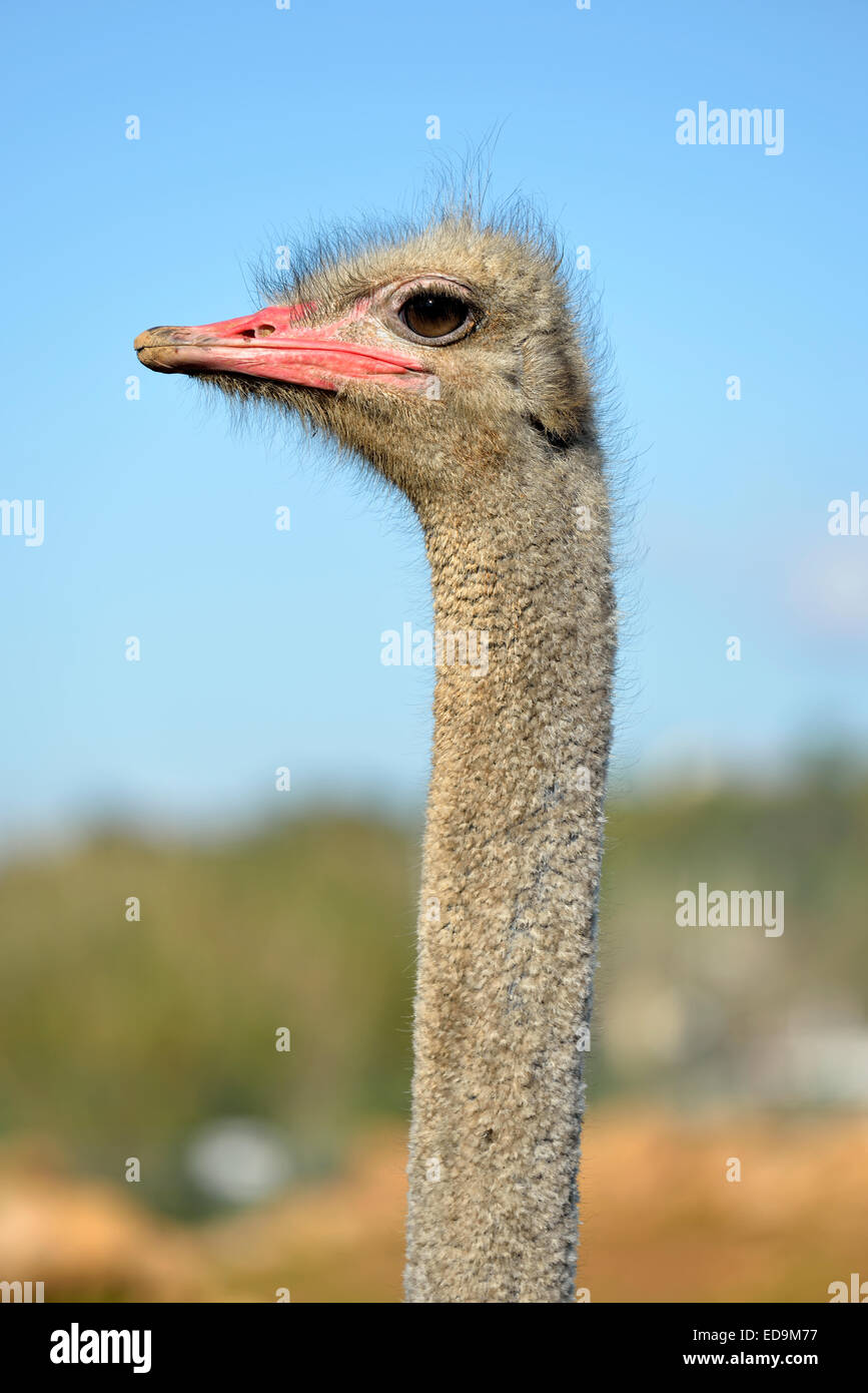 Ostrich face profile hi-res stock photography and images - Alamy