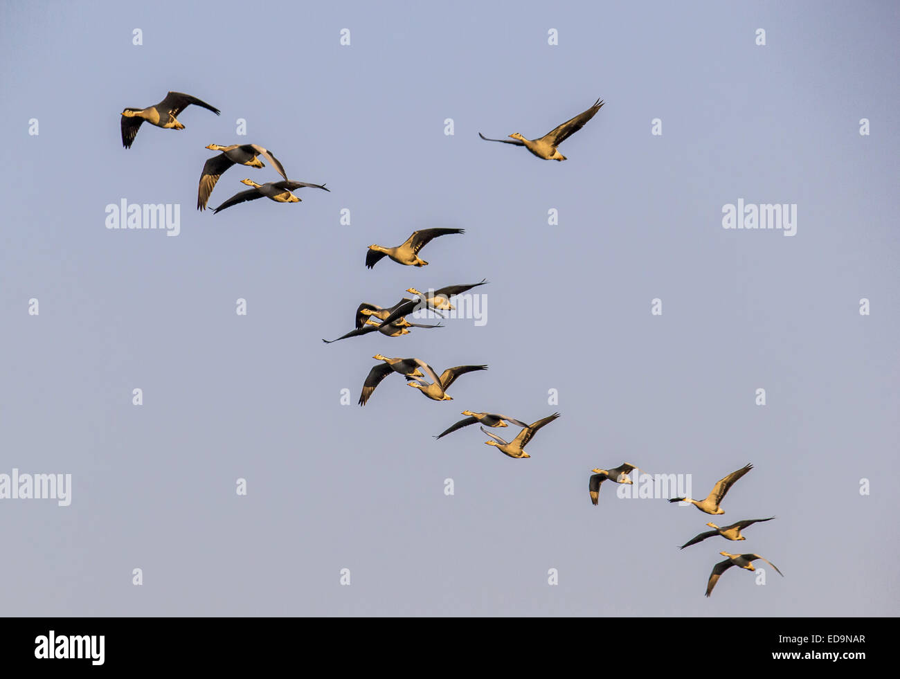 Migratory birds assam hi-res stock photography and images - Alamy