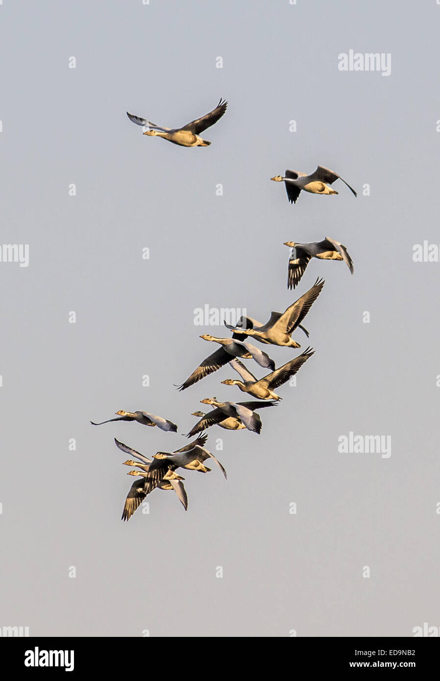 Migratory birds india january hi-res stock photography and images - Alamy