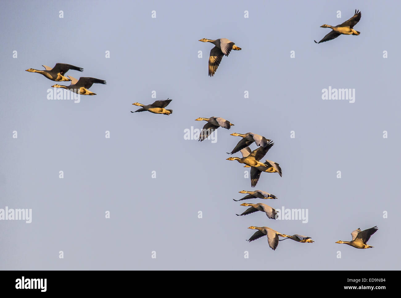 State Bird Of Assam High Resolution Stock Photography and Images - Alamy