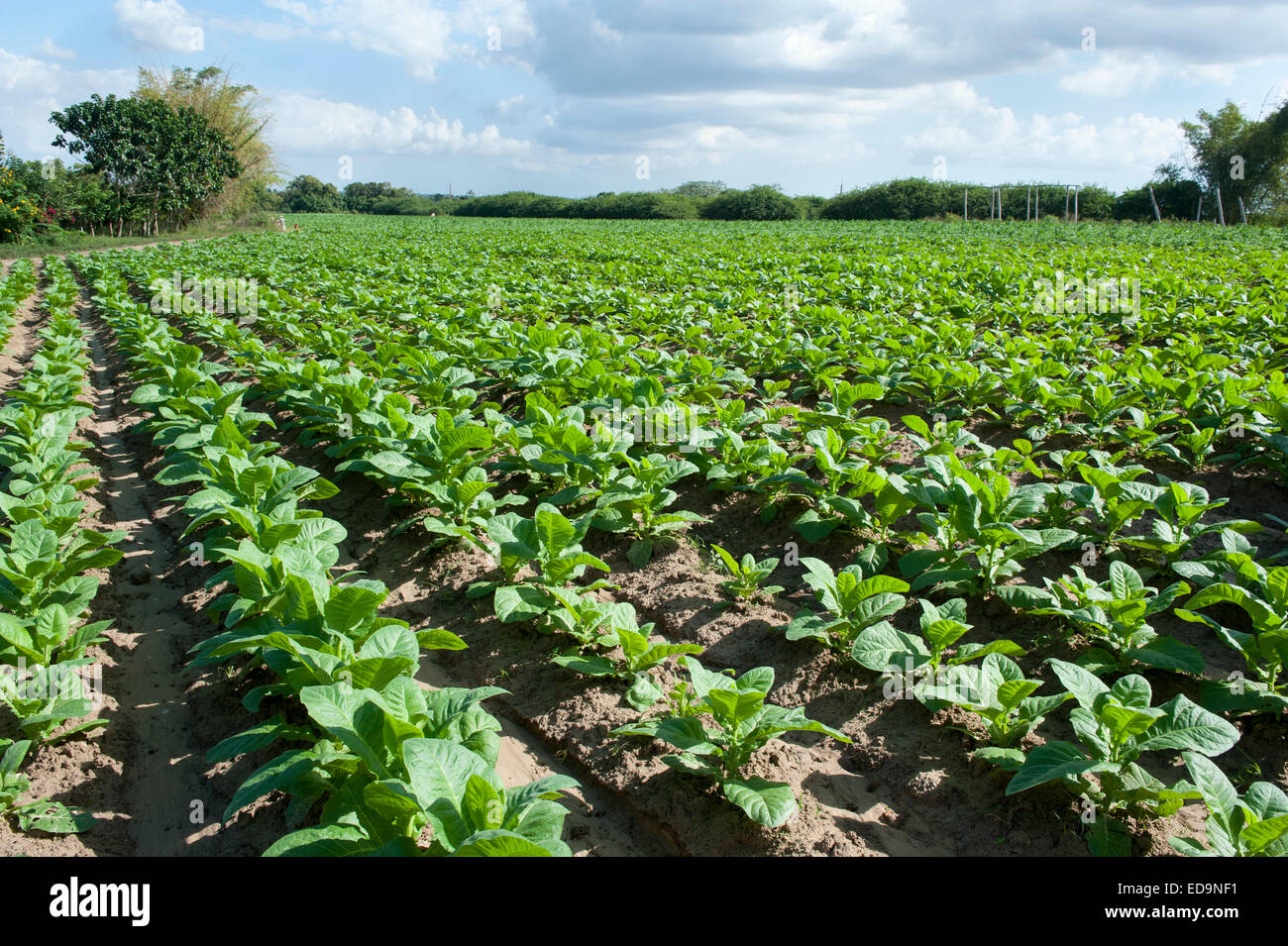 Cigar plants hi-res stock photography and images - Alamy