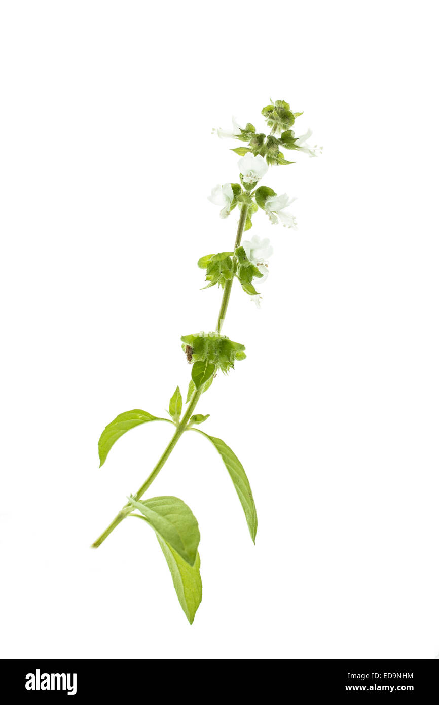 Lemon basil Cut Out Stock Images & Pictures - Alamy