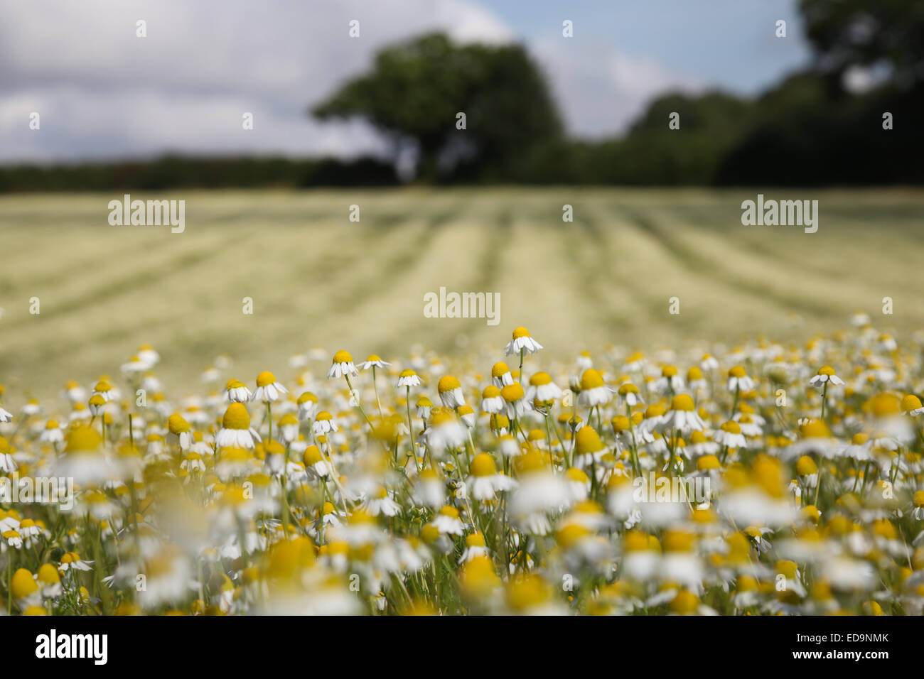 A field of Camomile in Hampshire Stock Photo - Alamy