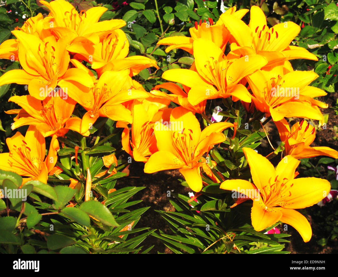 Many yellow lilies on flowerbed, horizontal view Stock Photo - Alamy