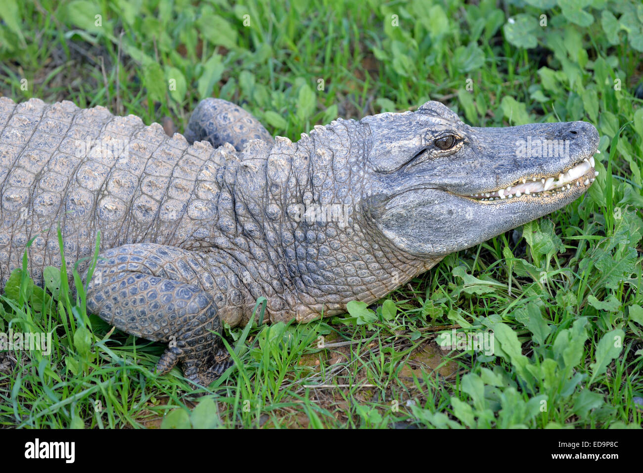 Alligator profile hi-res stock photography and images - Alamy