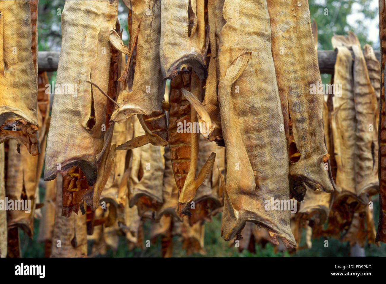 Alaska natives salmon hi-res stock photography and images - Alamy