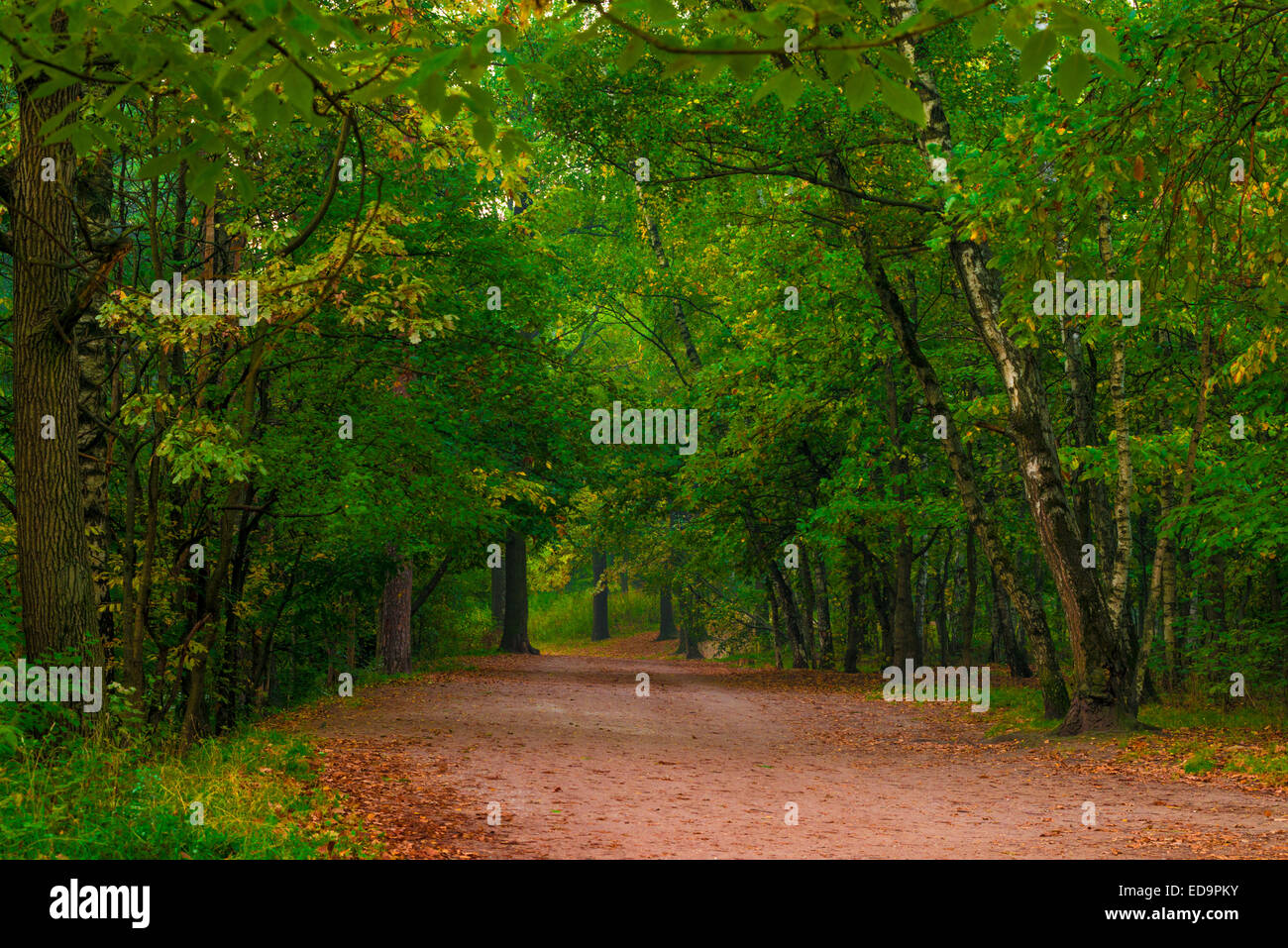 wide path in the autumn forest, morning shooting Stock Photo - Alamy