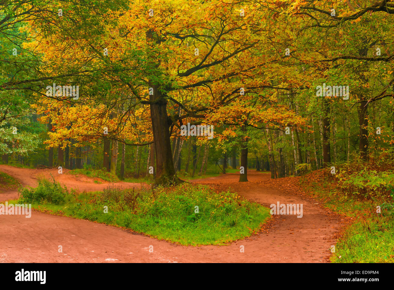 empty path in autumn forest at dawn Stock Photo - Alamy