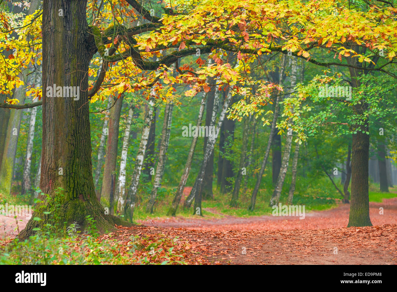 branchy oak trunk on a hill in the park Stock Photo - Alamy