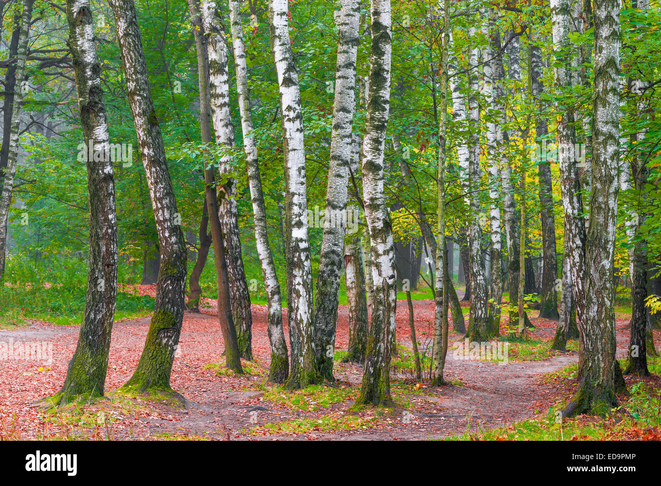 Street with birch trees hi-res stock photography and images - Alamy