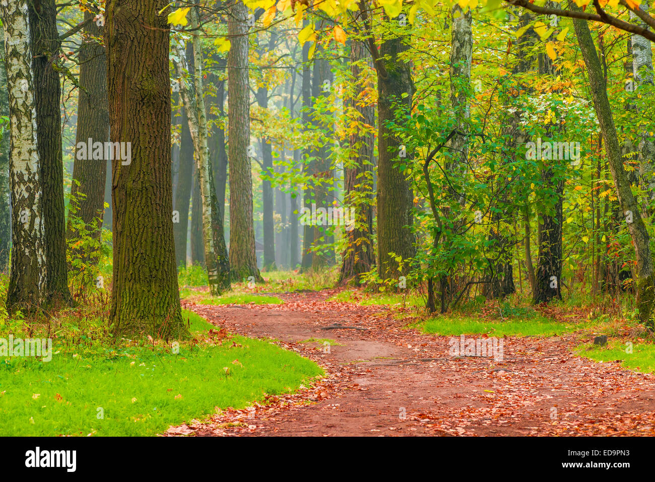 Lush forest path fallen leaves hi-res stock photography and images - Alamy