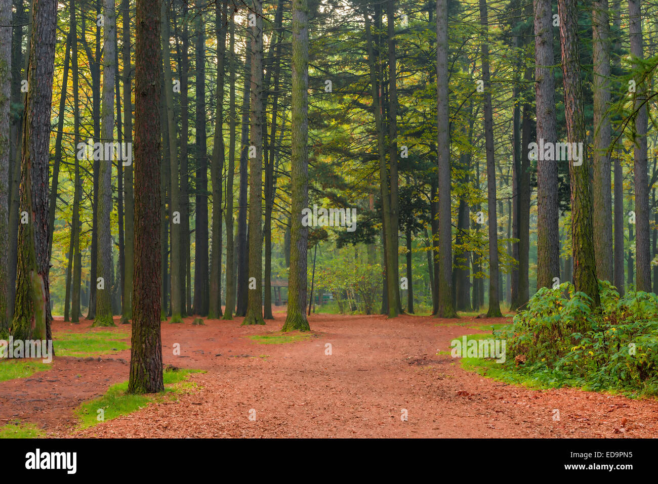 Shooting forest autumn hi-res stock photography and images - Alamy