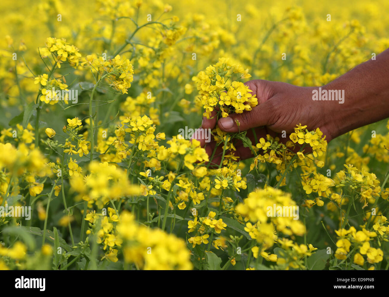 Hand canola hi-res stock photography and images - Alamy