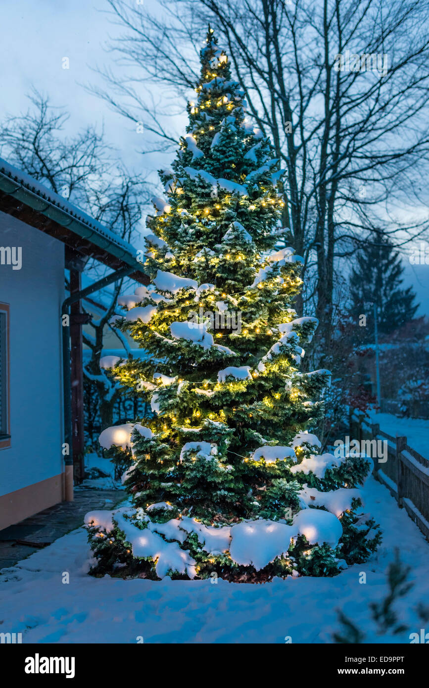 Christmas Tree Lights Snow Background