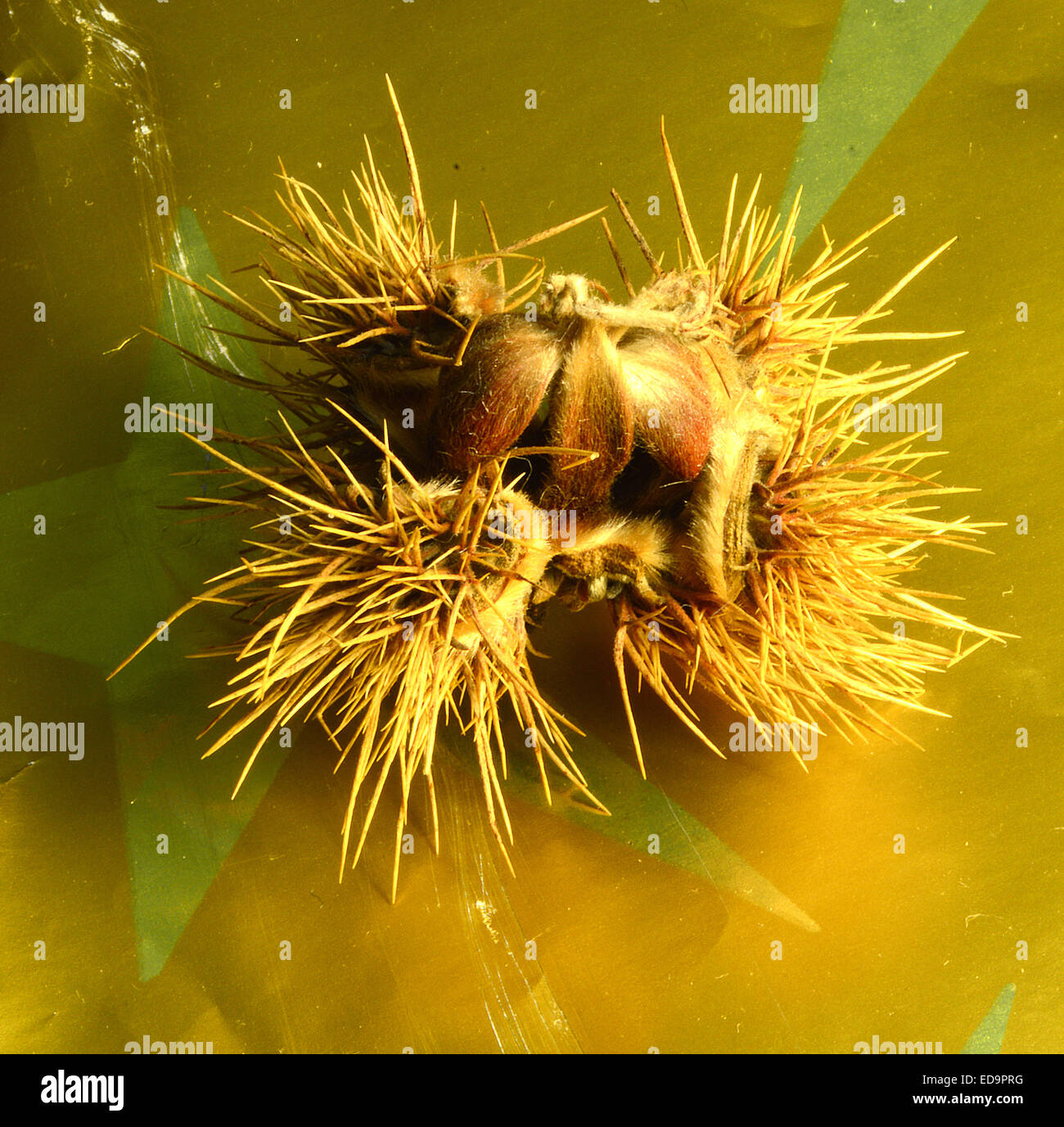 The sharp spikes of the Sweet Chestnut shell Stock Photo - Alamy