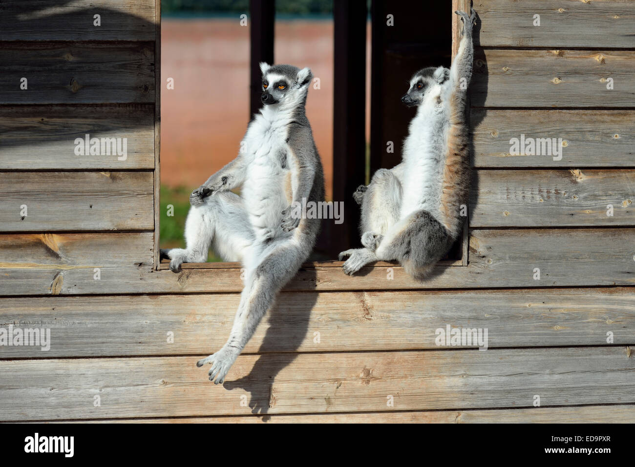 Ring Tailed Lemurs Stock Photo - Alamy