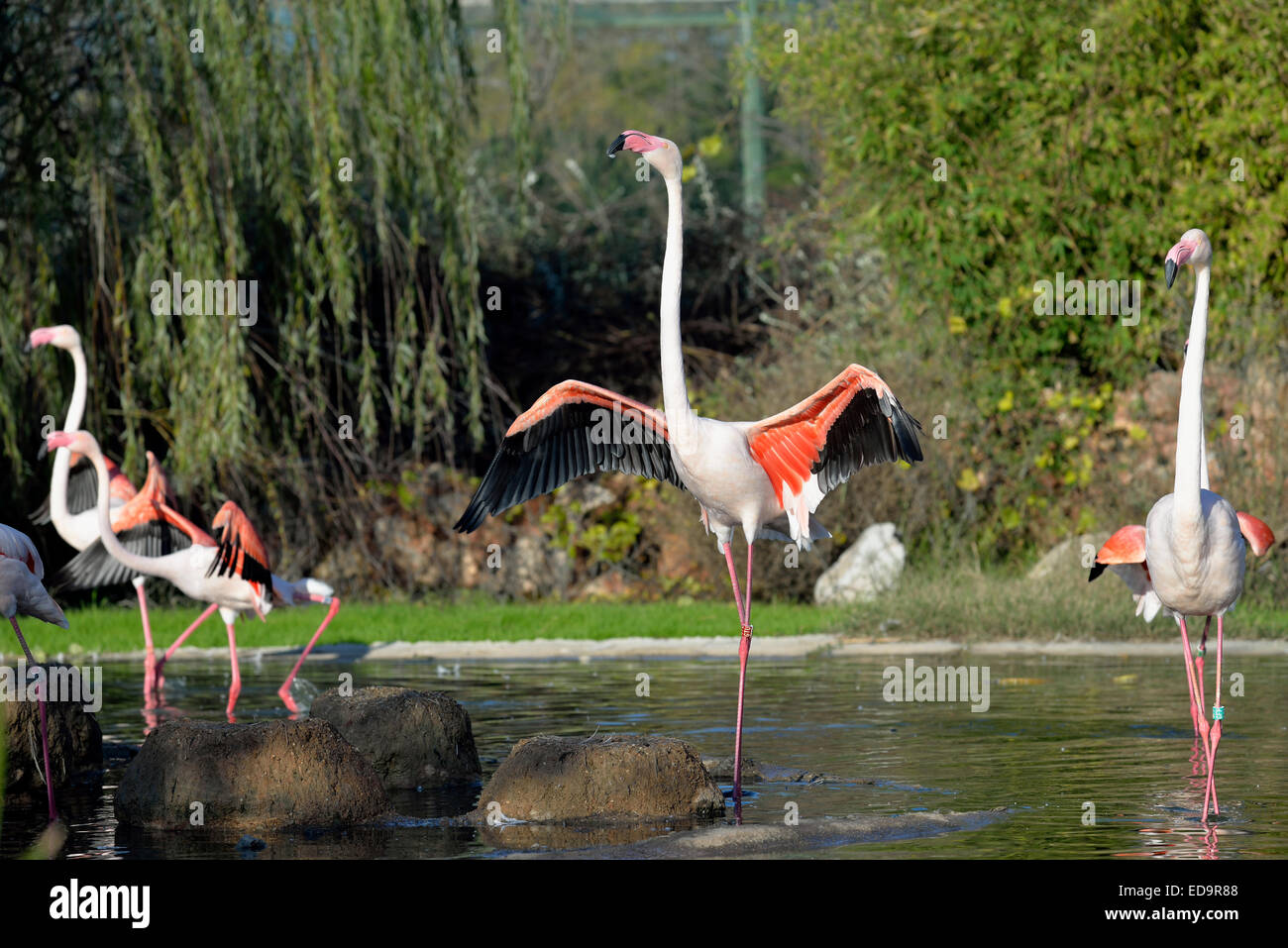 Flamingo wings open hi-res stock photography and images - Alamy