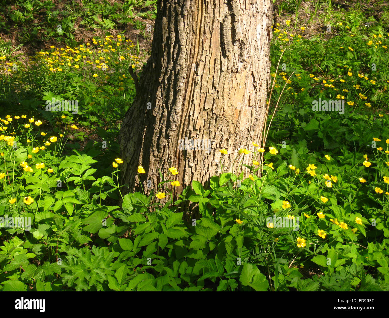 Wild flowers yellowcups (buttercups) near tree in forest Stock Photo ...