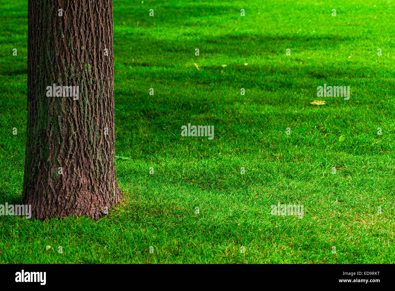 Part of a trunk hi-res stock photography and images - Alamy