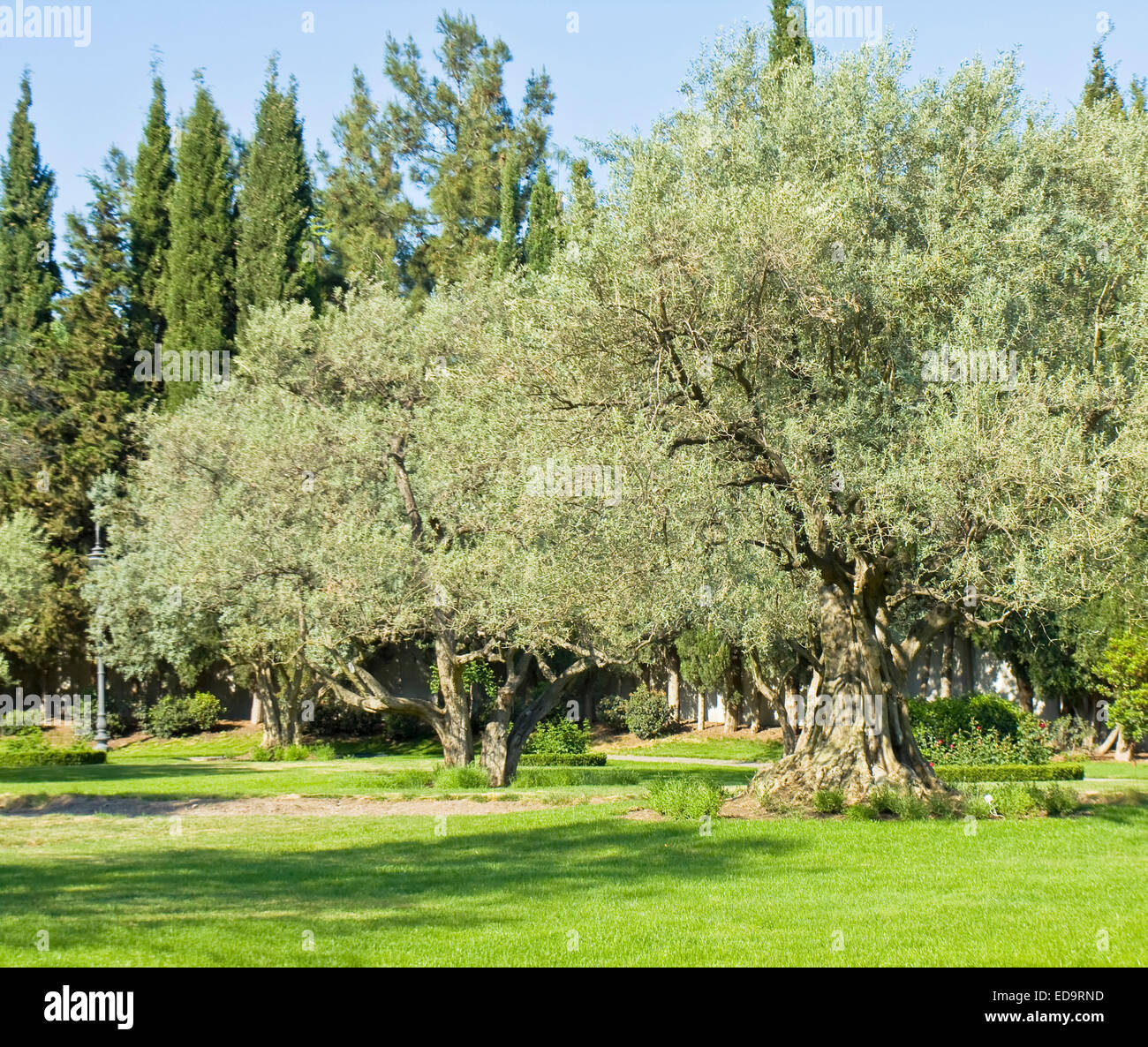 Summer landscape, garden with olive trees Stock Photo - Alamy