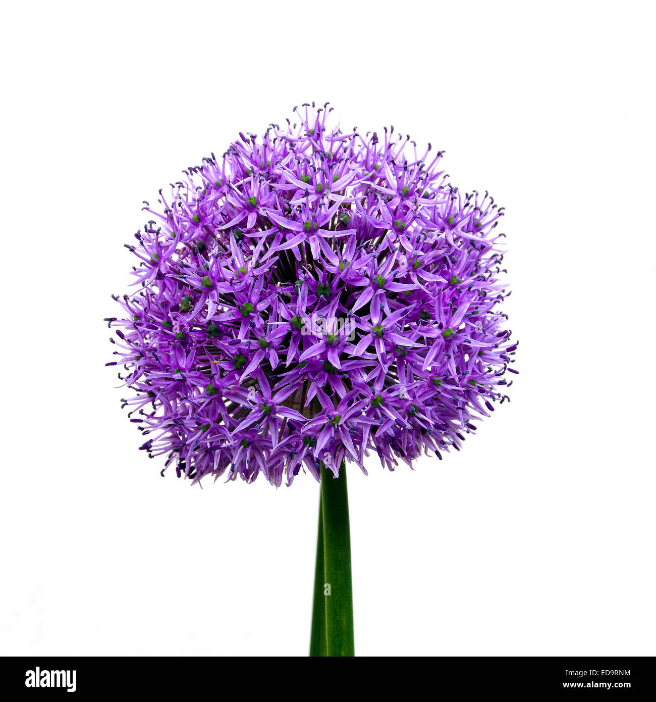 Allium plant against white background Stock Photo - Alamy