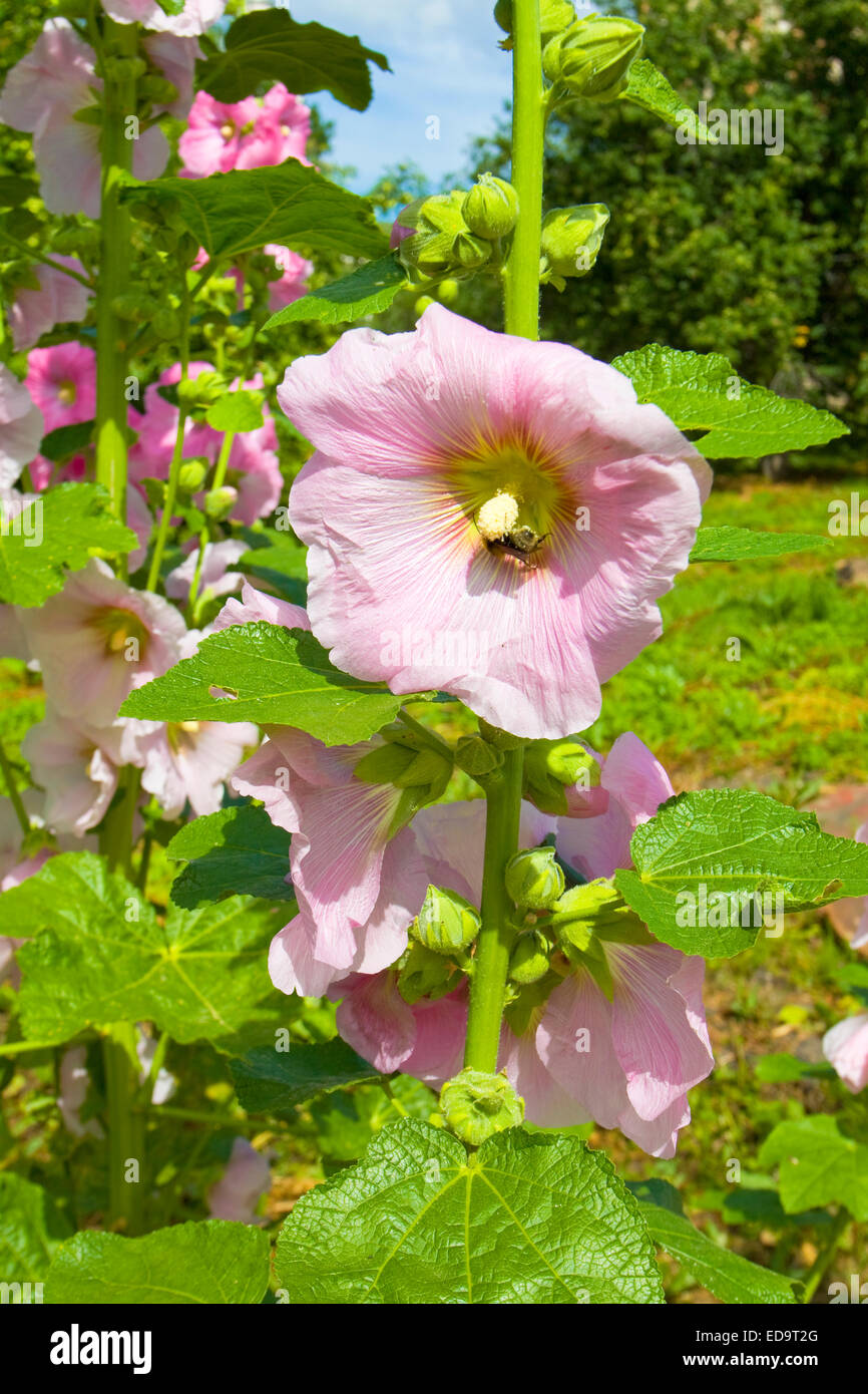 Pink mallow in garden, vertical Stock Photo - Alamy